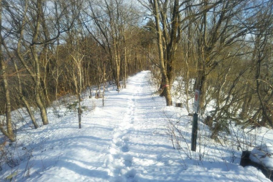 国営越後丘陵公園「冬and早春の里山散歩」｜長岡のイベント｜【公式】長岡観光ナビ 新潟県長岡市の観光・旅行サイト